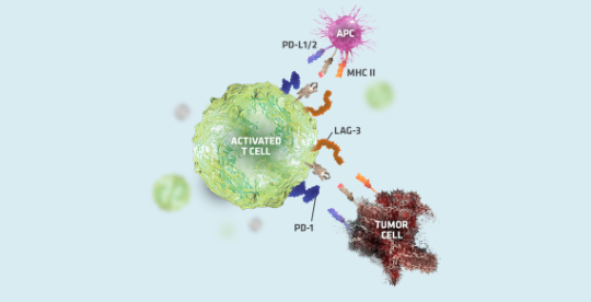 Mechanism of Action | Opdualag™ (nivolumab and relatlimab-rmbw) for HCPs