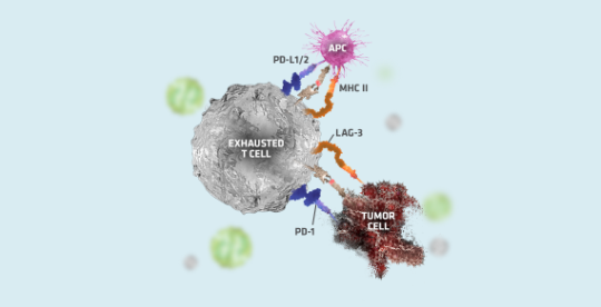 Mechanism of Action | Opdualag™ (nivolumab and relatlimab-rmbw) for HCPs